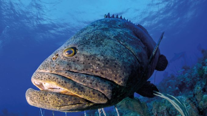 La cherna en el Golfo de México, entre el olvido y el asombro – ASICH